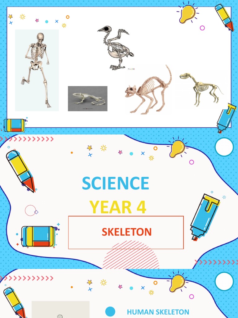 Human Skeleton Overview for Year 4 | PDF