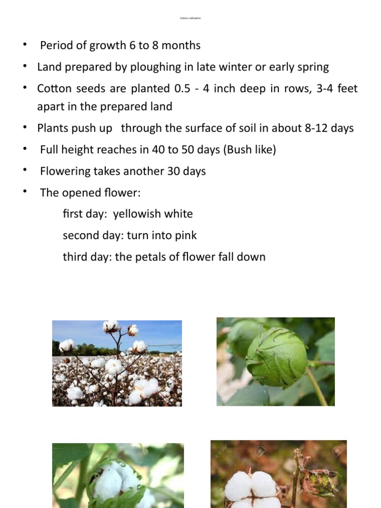 Cotton Cultivation | PDF
