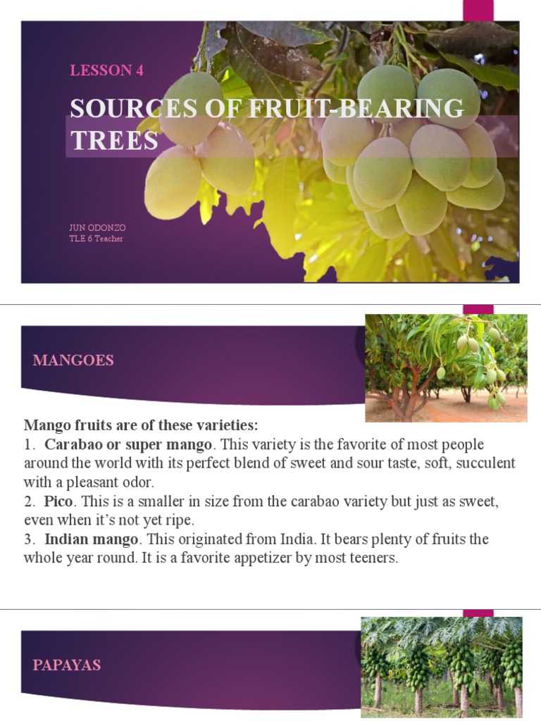Agri Lesson 4 Sources of Fruit Bearing Trees | Download Free PDF | Mango | Orange (Fruit)