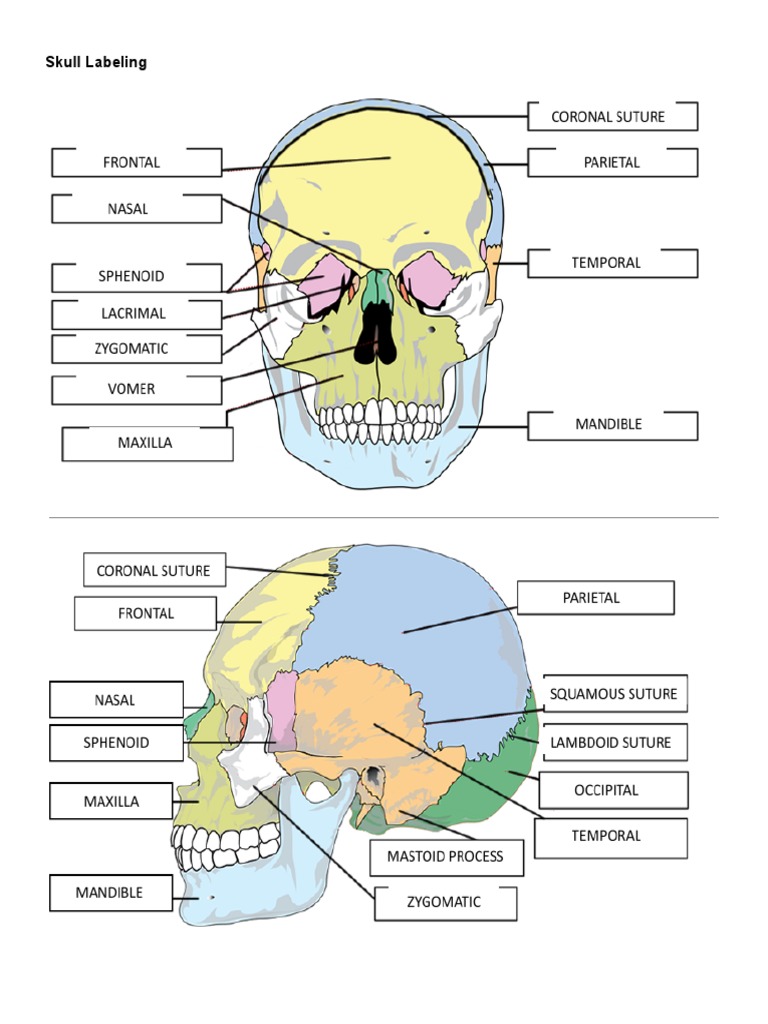 Skull Labeling 3.5 | PDF
