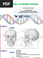 Origen Embrionario de Los Tejidos | PDF | Embrión | Biología del desarrollo