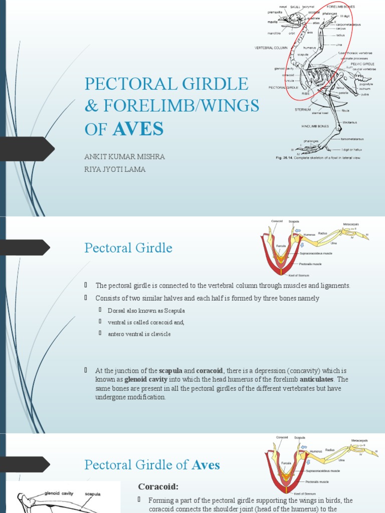 Pectoral Girdle | PDF | Musculoskeletal System | Limbs (Anatomy)