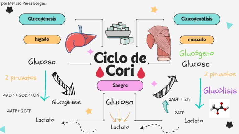 Mapa Mental Ciclo de Cori | PDF | Salud y bienestar