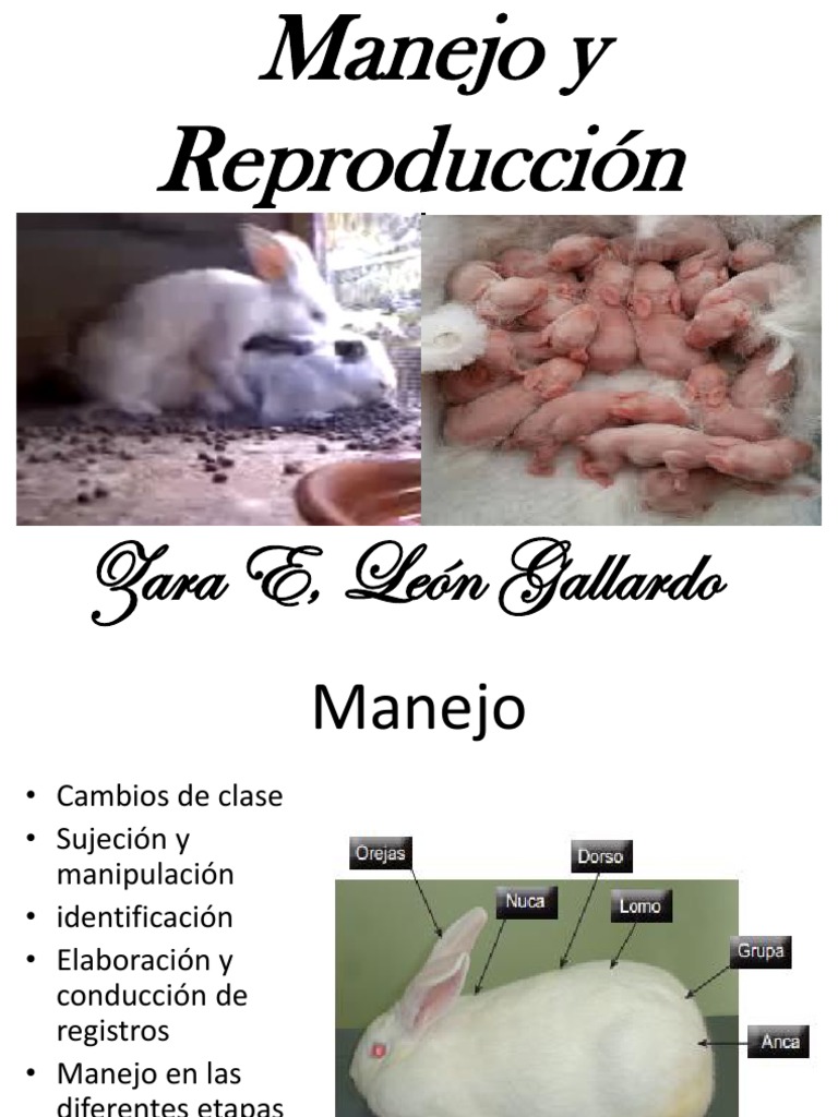 Manejo y Reproduccion Conejos 2022 - Ii-Ps. | PDF | Leche | Amamantamiento