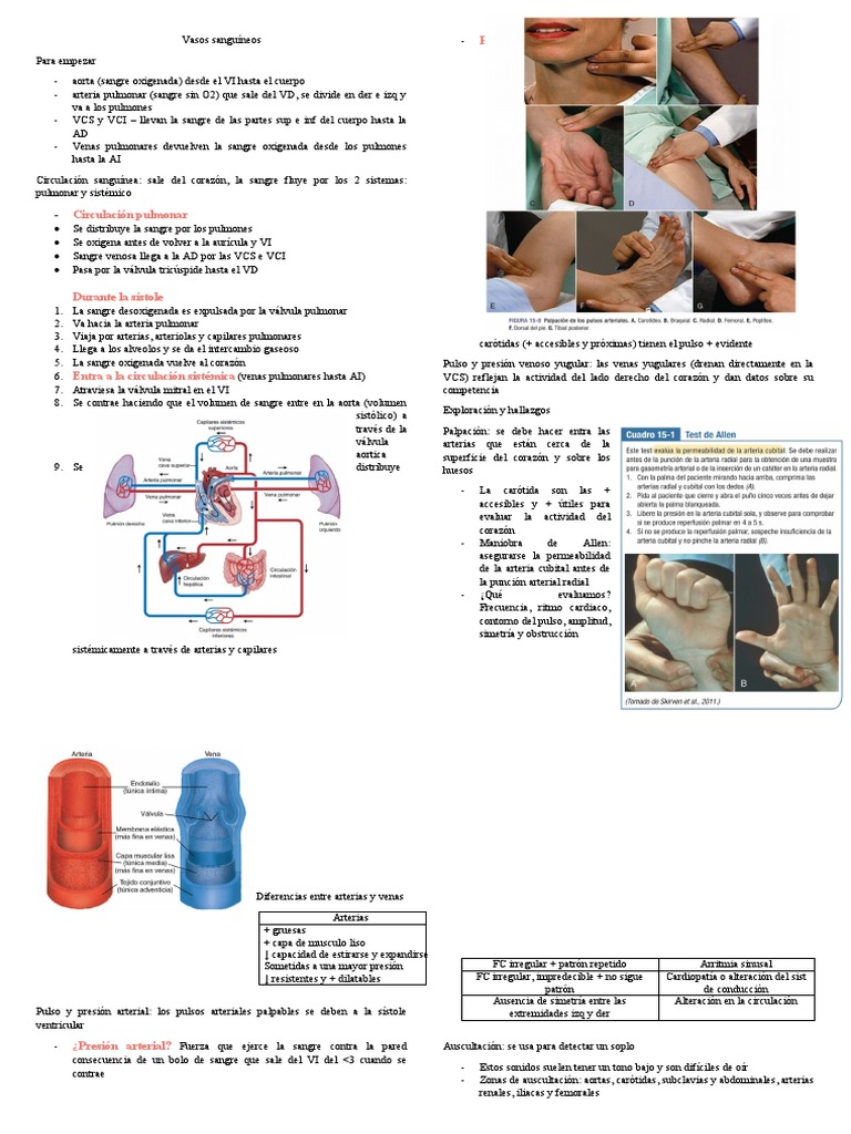 Vasos Sanguíneos | Descargar gratis PDF | Sistema circulatorio | Vena
