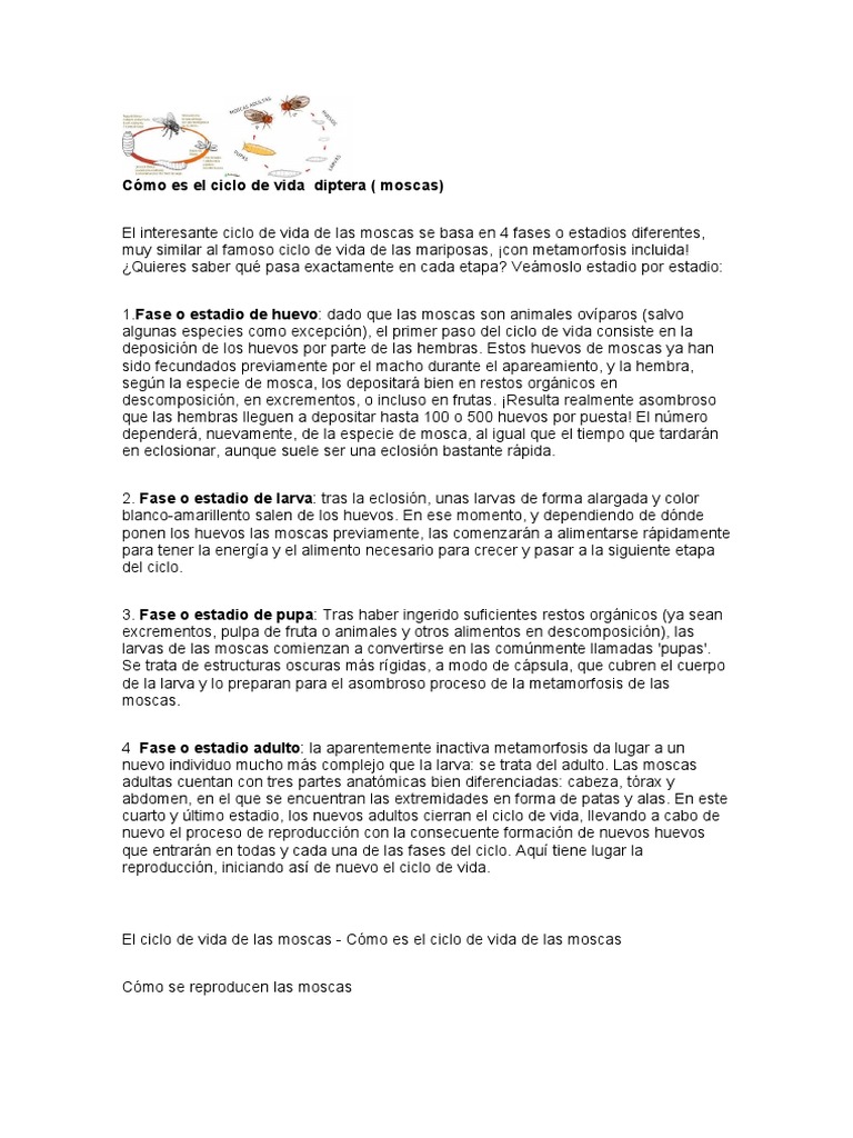 Ciclo de Vida Mosca Diptera | PDF | Mosca | Reproducción