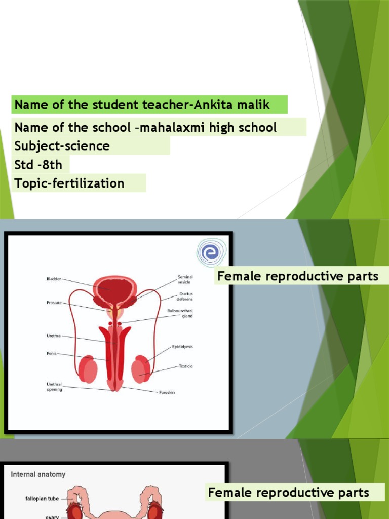 Types of Animal Fertilization Explained | PDF