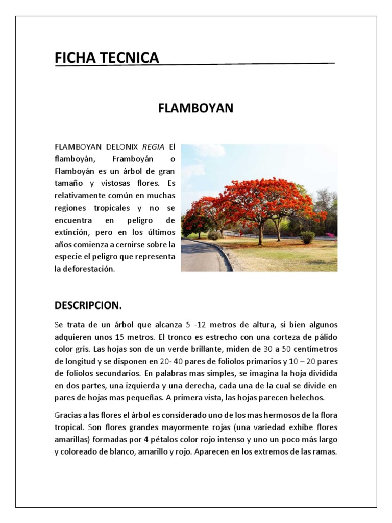 Características del Flamboyán en Venezuela | PDF | Plantas | Botánica