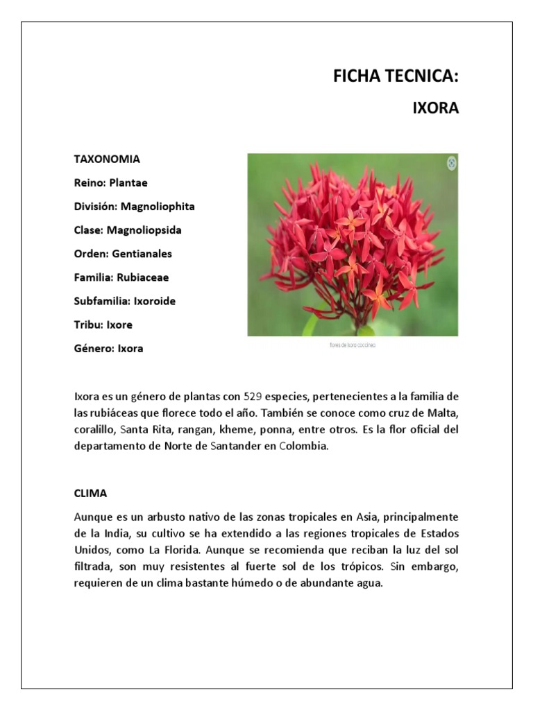 Ixora Coccinea | PDF | Botánica | Plantas