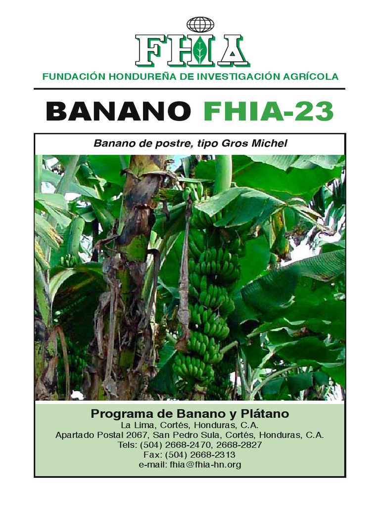 Banano FHIA-23: Resistente y Orgánico | PDF | Plantas | Botánica