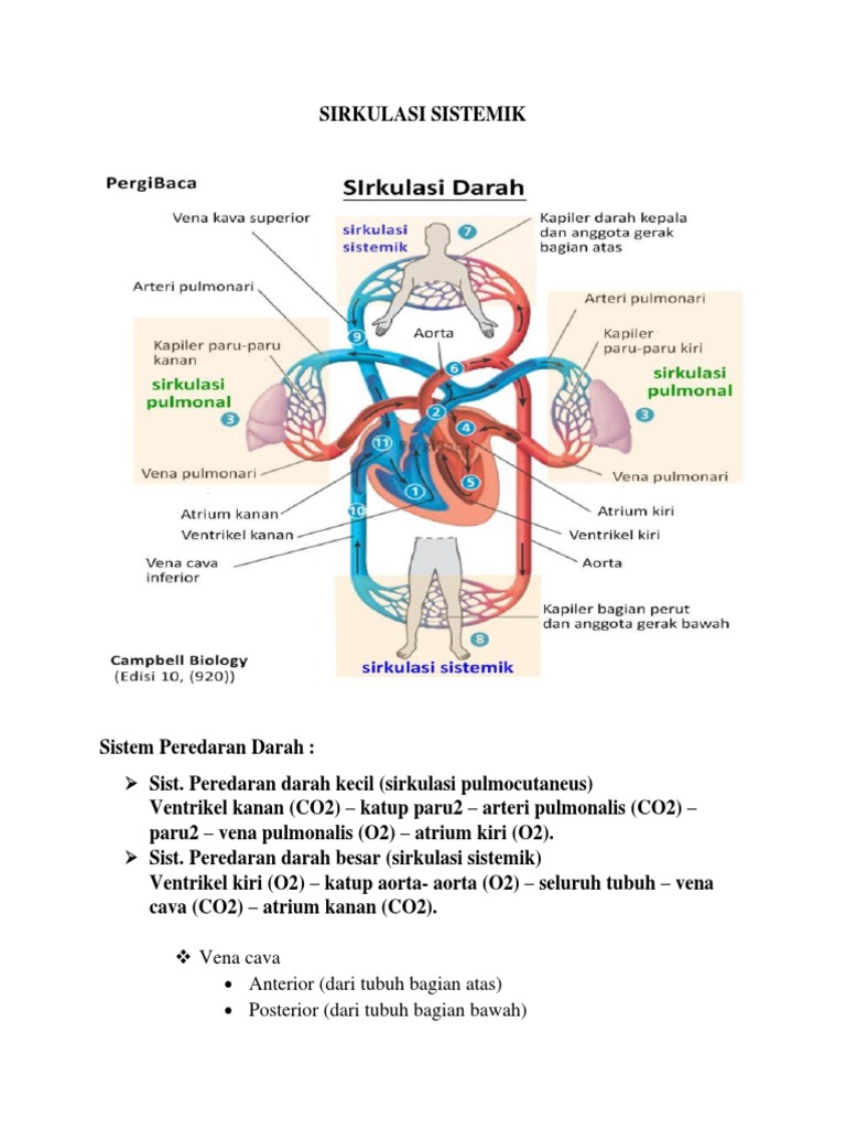 Sirkulasi Sistemik | PDF | Perjalanan | Seni