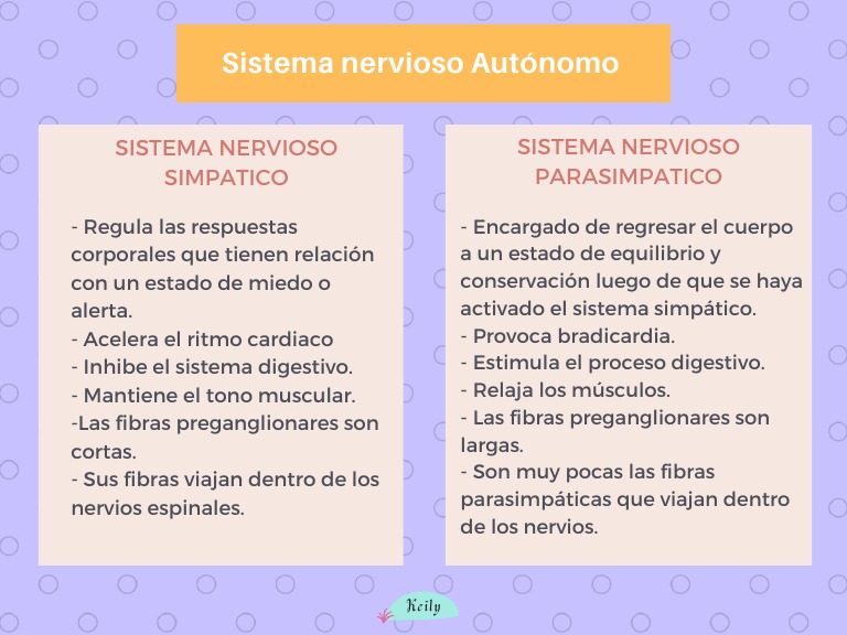 Sistema nervioso simpático y parasimpático | PDF