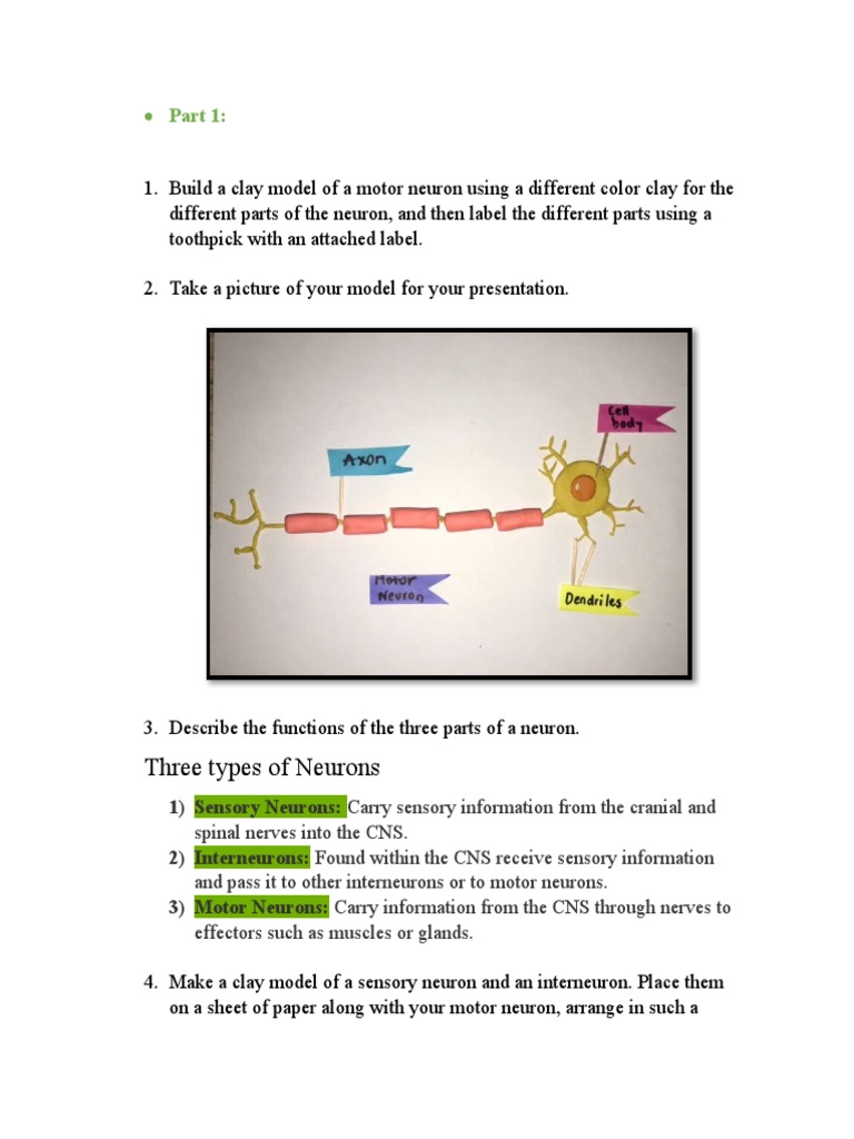 Neuron Models and Reflex Arc Guide | PDF | Motor Neuron | Central ...