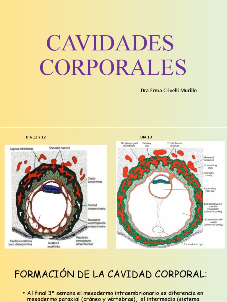 Cavidades Corporales | PDF | Tórax | Anatomía