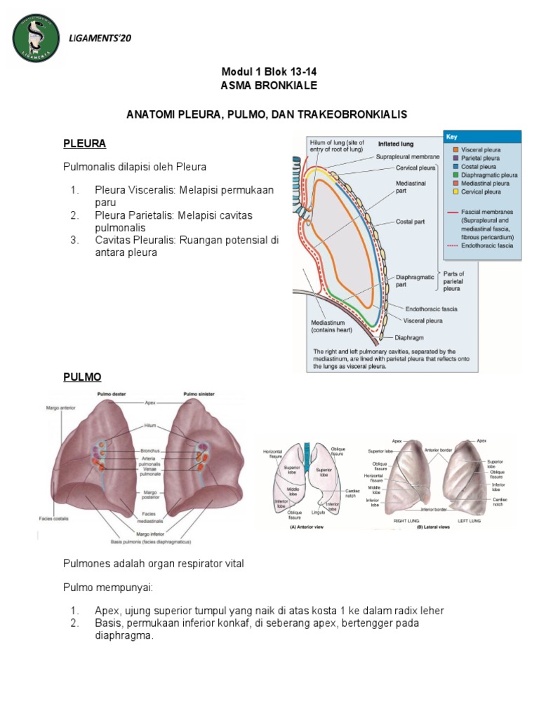 Lingula Pulmonis dalam Anatomi Paru | PDF | Perjalanan