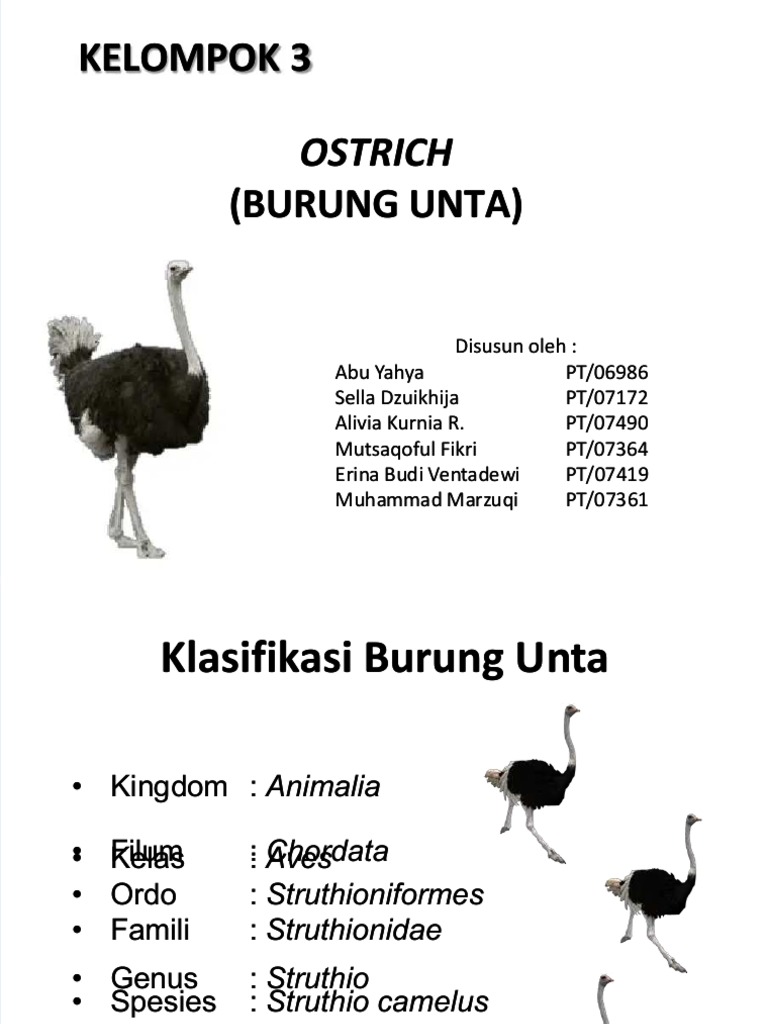 PDF Proceso Constructivo de Una Trocha Carrozable A Nivel de Afirmado - Compress | PDF