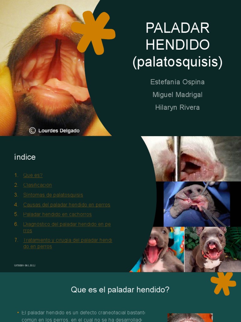 Paladar Hendido en Perros: Guía Completa | PDF | Medicina CLINICA ...