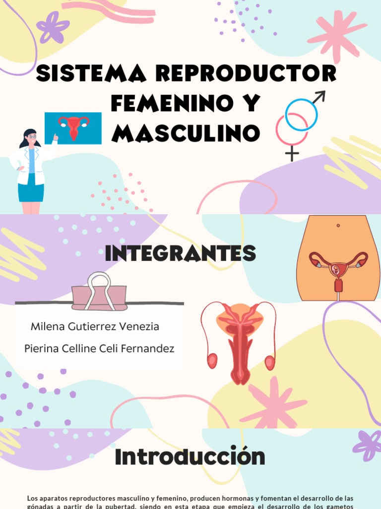Sistema Reproductor Femenino y Masculino Grupo12 | PDF | Sistema ...