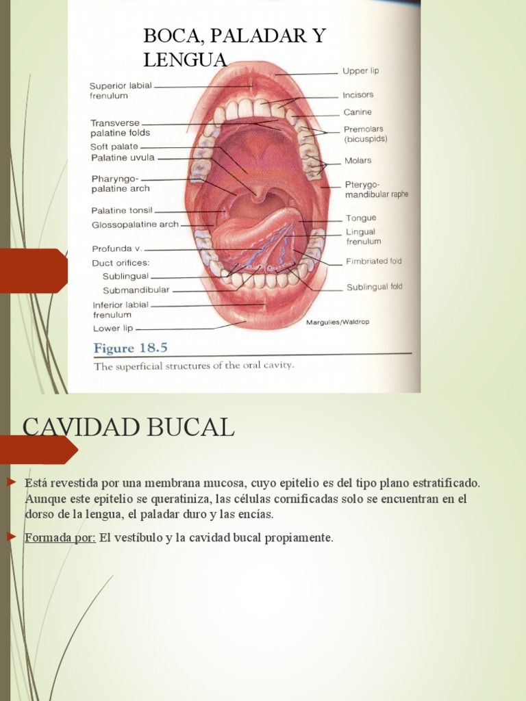 Estructura y Función de la Cavidad Bucal | PDF | Estómago | Esófago