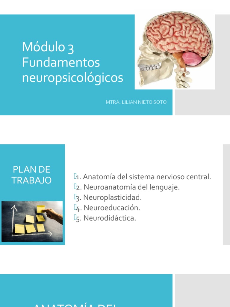 1 Cerebro y Neuroplasticidad | PDF | Cerebro | Neurona