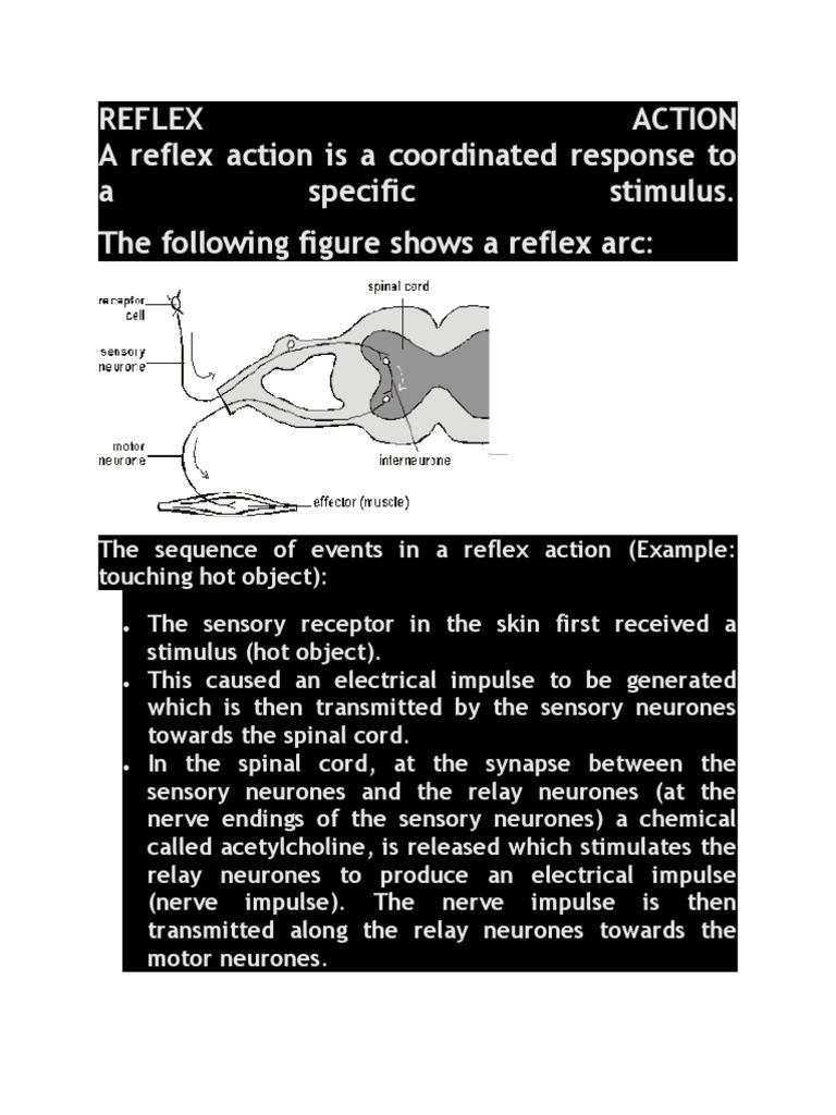 Reflex Action | PDF