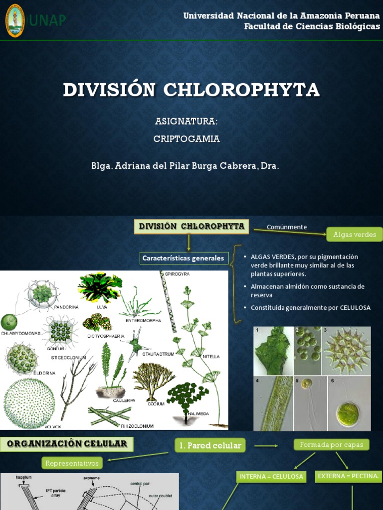 División Chlorophyta | PDF | Plantas | Espora