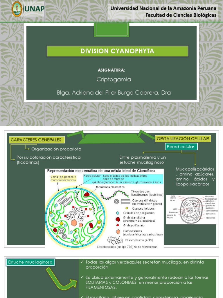 Division Cyanophyta | PDF | Cianobacterias | Biología Celular)