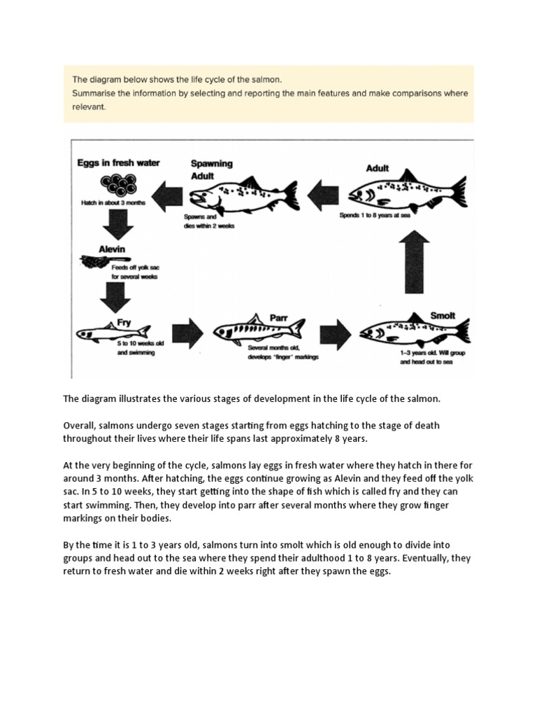 The Diagram Illustrates The Various Stages of Development in The Life ...