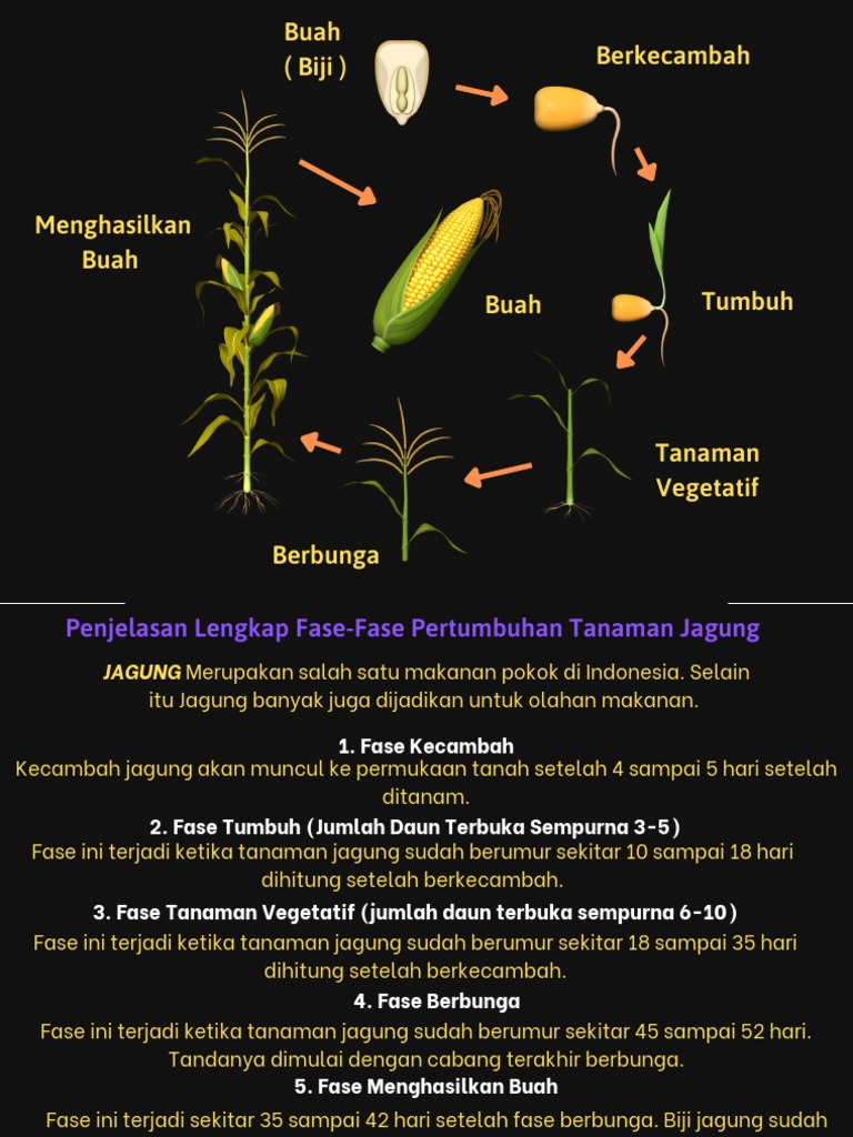 Proses Pertumbuhan Tanaman Jagung | PDF