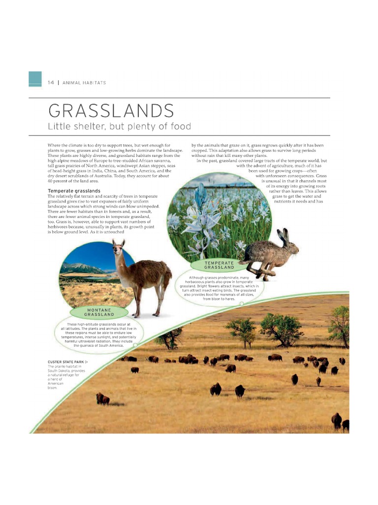 Grassland | PDF