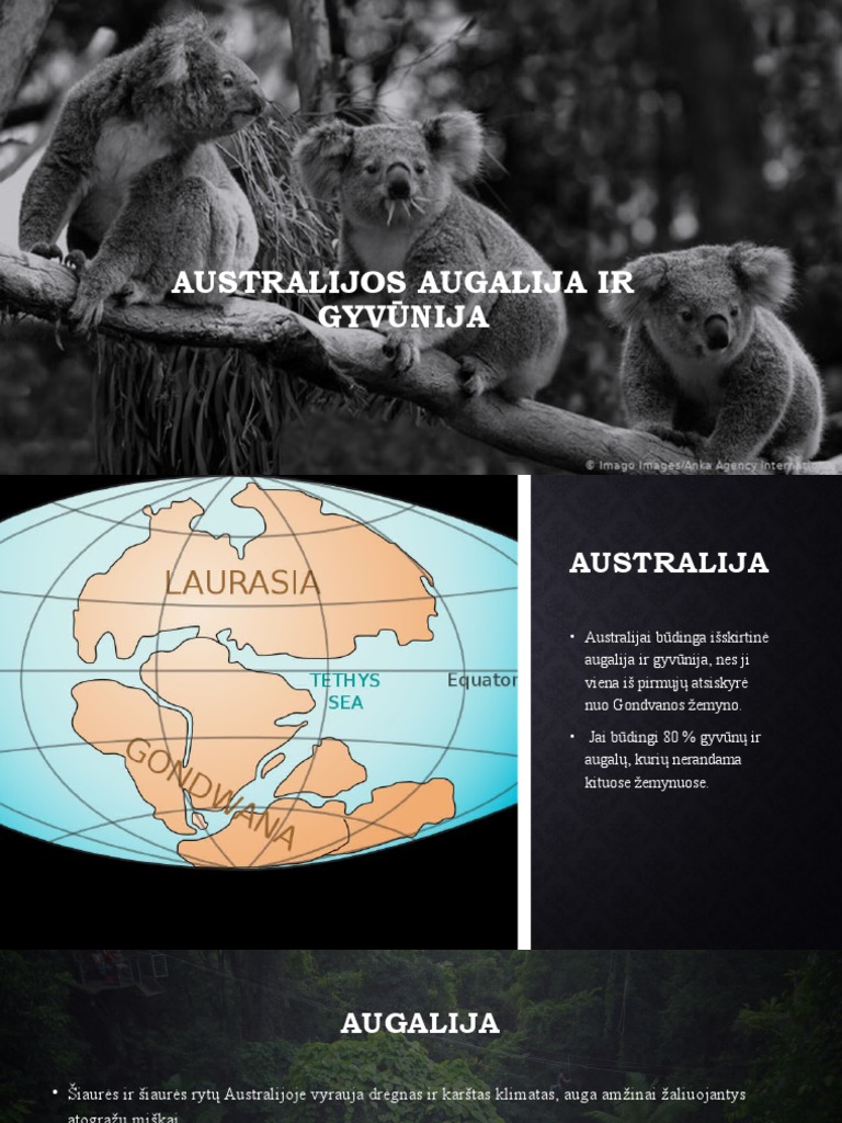 Australijos Augalija Ir Gyvūnija. Geografijos Projektas 7kl | PDF