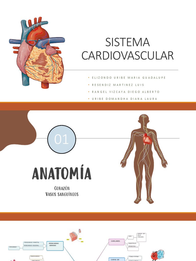 Anatomía y función del sistema cardiovascular humano | PDF | Corazón ...