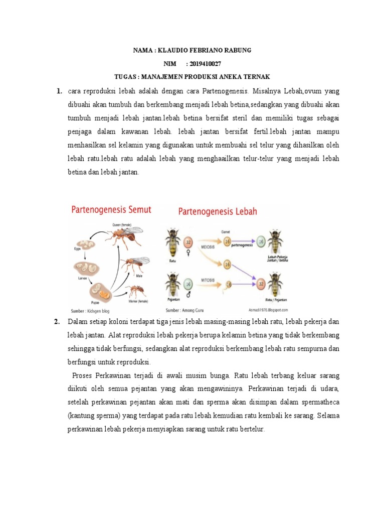 Reproduksi Lebah: Partenogenesis dan Koloni | PDF