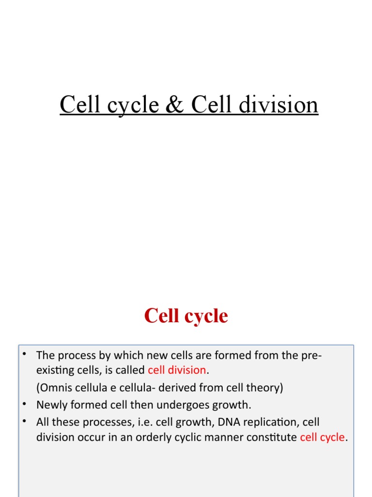 Cell Cycle Insights for Students | PDF | Meiosis | Mitosis