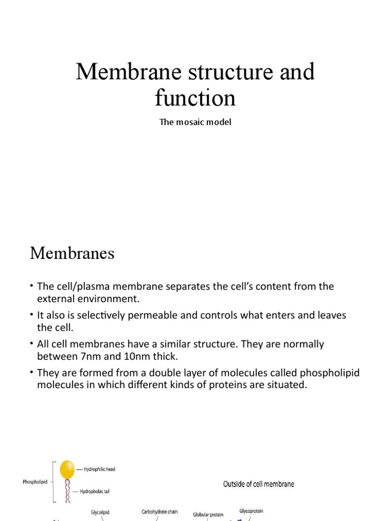 Cell Membrane Structure | PDF | Cell Membrane | Phospholipid