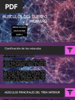 Músculos Del Torso | PDF | Sistema musculoesquelético | Anatomía humana
