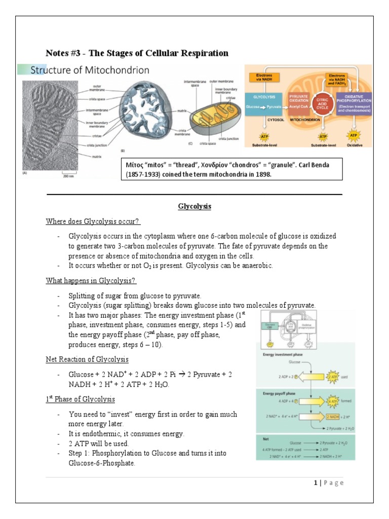 NOTES 3 The Stages of Cellular Respiration | PDF | Glycolysis | Diet ...