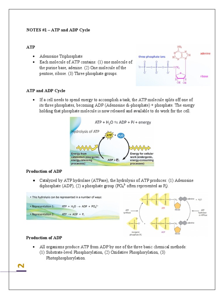 ATP and ADP Cycle Overview | PDF | Adenosine Triphosphate | Adenosine ...