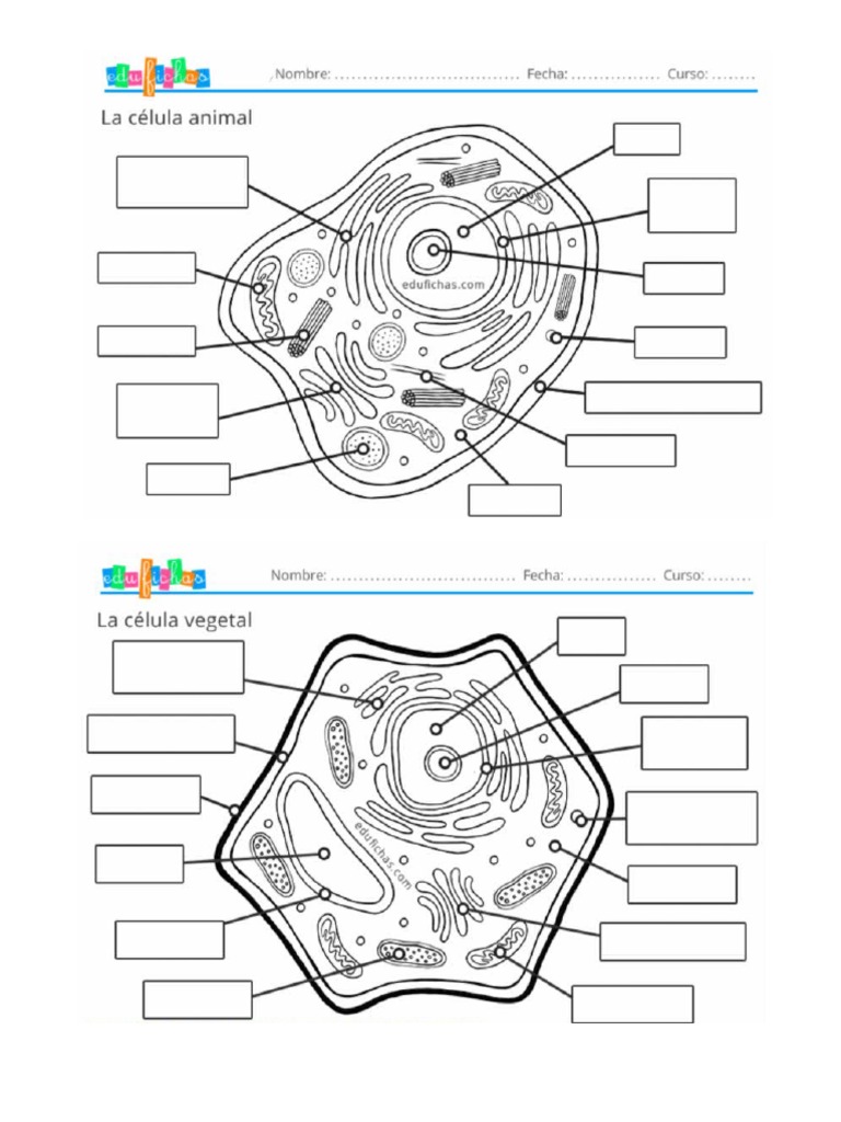 Celulas para Colorear | PDF