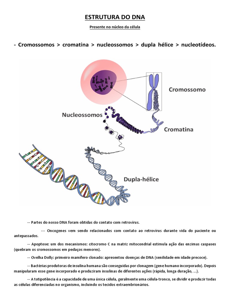 DNA Estrutura e Sintese | PDF | DNA | Replicação de DNA