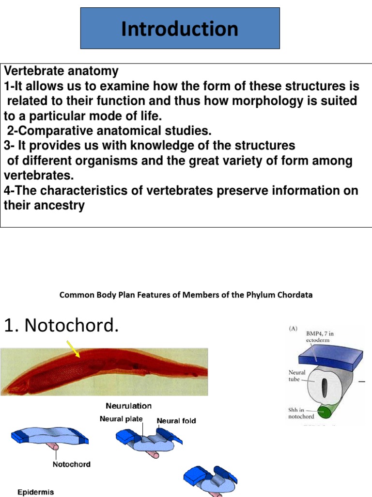 1st Part | PDF | Anatomy