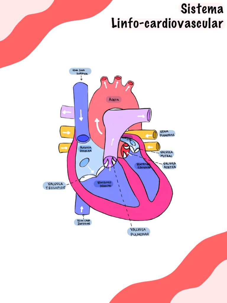 Sistema Linfo-Cardiovascular ? | PDF | Hematopoyesis | Fisiología