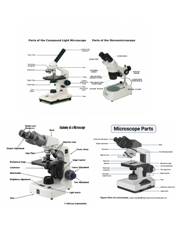 Anatomy of a Compound Microscope | PDF | Microscope | Optical Devices