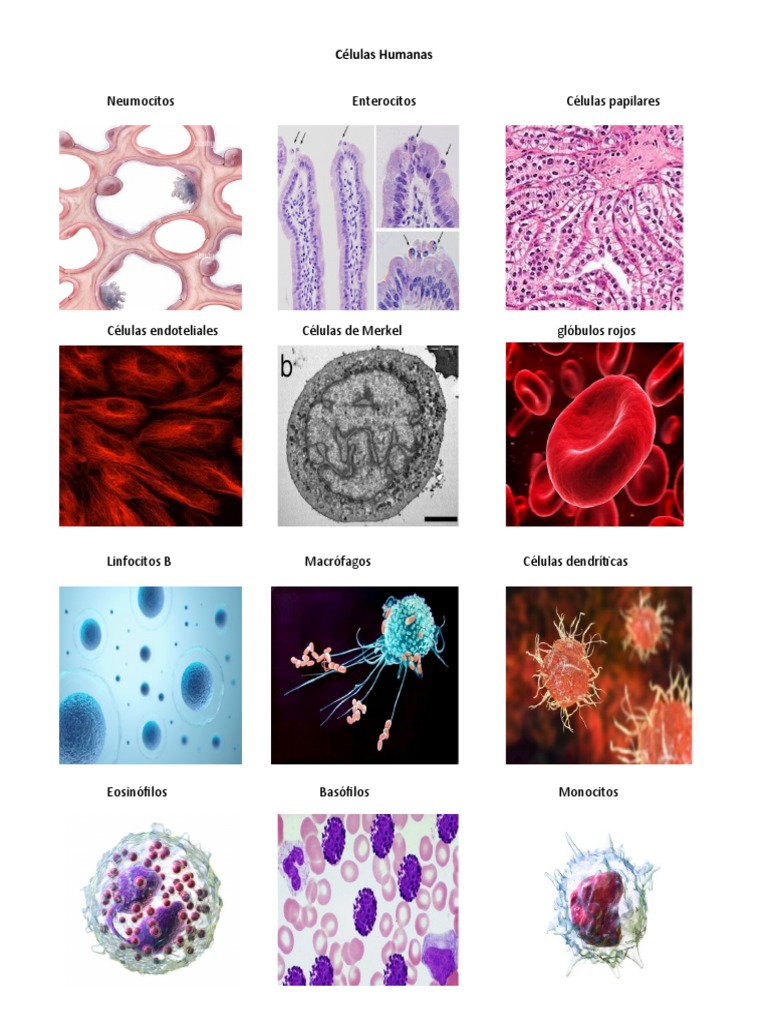 Celulas Humanas | PDF