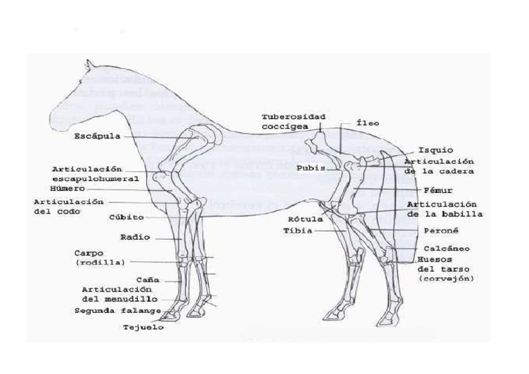 Equino Huesos Pelvianos | PDF