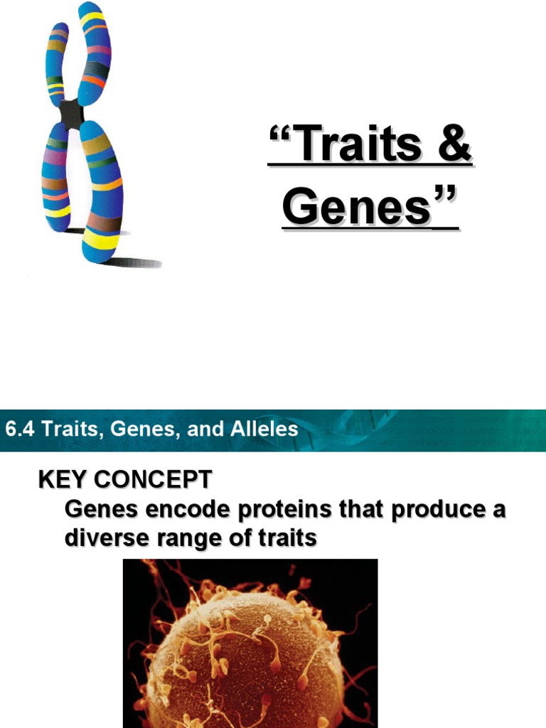 Traits Genes and Alleles | PDF | Allele | Dominance (Genetics)