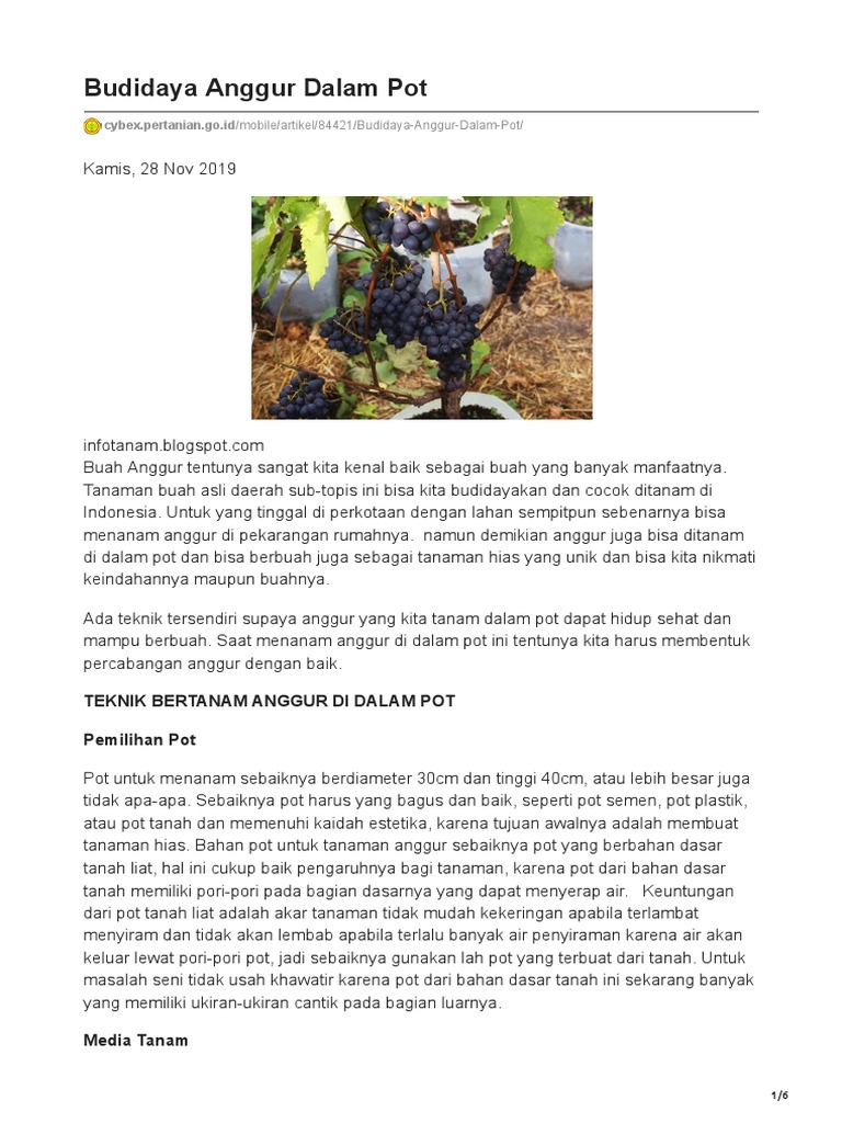 Budidaya Anggur Dalam Pot | PDF