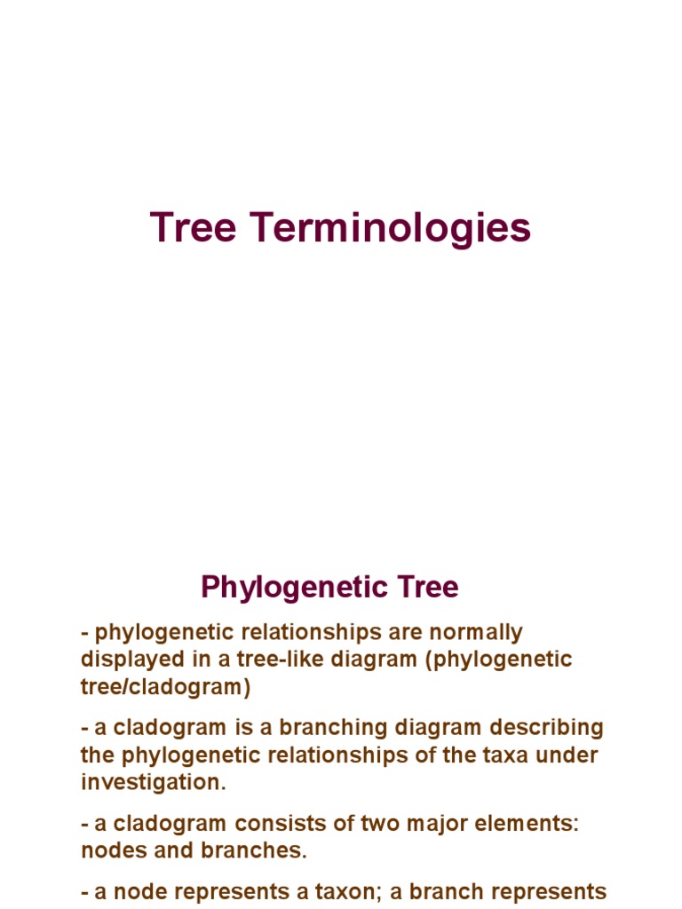 Tree Terminologies Tambahan Pdf Phylogenetic Tree Evolution 