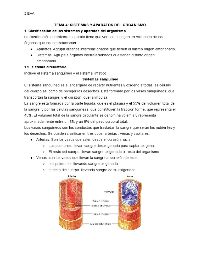 Tema 4 Sistemas Y Aparatos Del Organismo Descargar Gratis Pdf