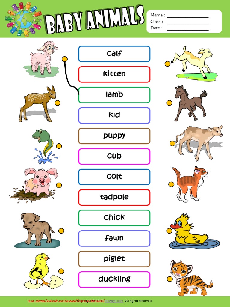 Baby Animals Esl Vocabulary Matching Exercise Worksheet For Kids ...